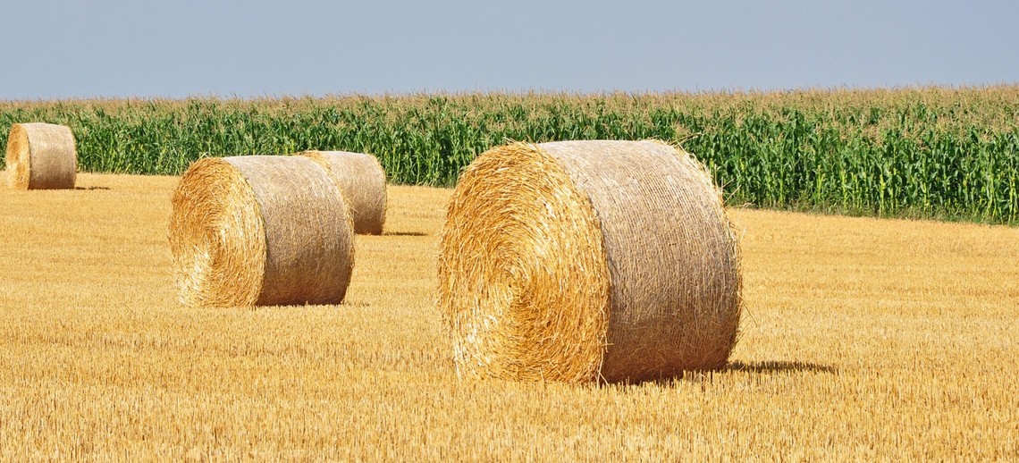 Stroh- mehr als nur Einstreu | Dr. Susanne Weyrauch
