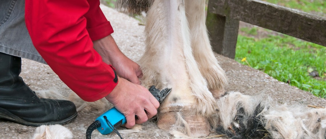 Milben beim Pferd | Dr. Susanne Weyrauch